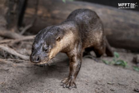 Japanese River Otter