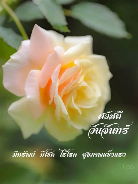 ปักพินโดย มรรษมน พูนอ้อย ใน จันทร์ ดอกกุหลาบสวยๆ สวัสดีตอนเช้า