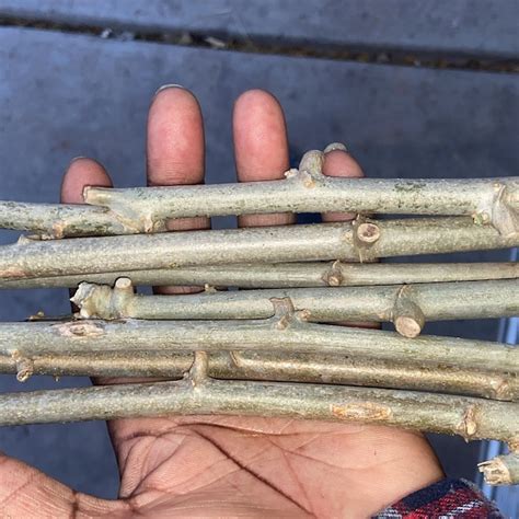 Cassava Cuttings Yuca Cuttings Manihot Esculenta Etsy