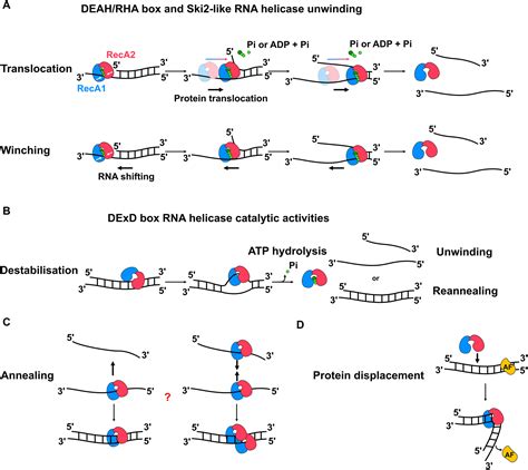Molecular Functions Of Rna Helicases During Ribosomal Subunit Assembly