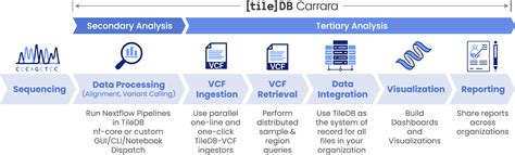 Tiledb Carrara Beginngs