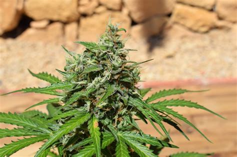 Buy Cookies N Cream Auto Feminized Seeds By Garden Of Green In