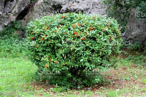 스 칼 렛 Firethorn 또는 짙은 녹색 잎과 잔디와 바위 둘러싸인 붉은 열매 정원 지역에 작은 부시로 성장 하는