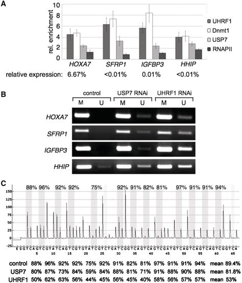 Usp7 Associates With Dnmt1 And Uhrf1 On Silenced Genes In Vivo A