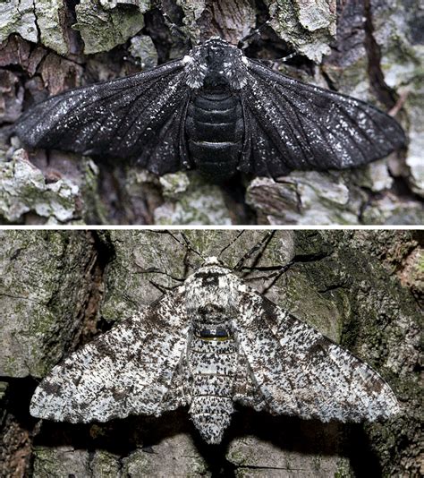 Directional Selection Peppered Moth