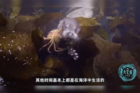 交配明明是为了繁衍后代，为何雄性海獭，还要将雌性折磨致死？海獭后代折磨