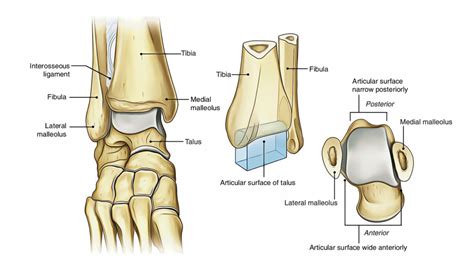 Ankle Joint Talocrural Joint Earths Lab