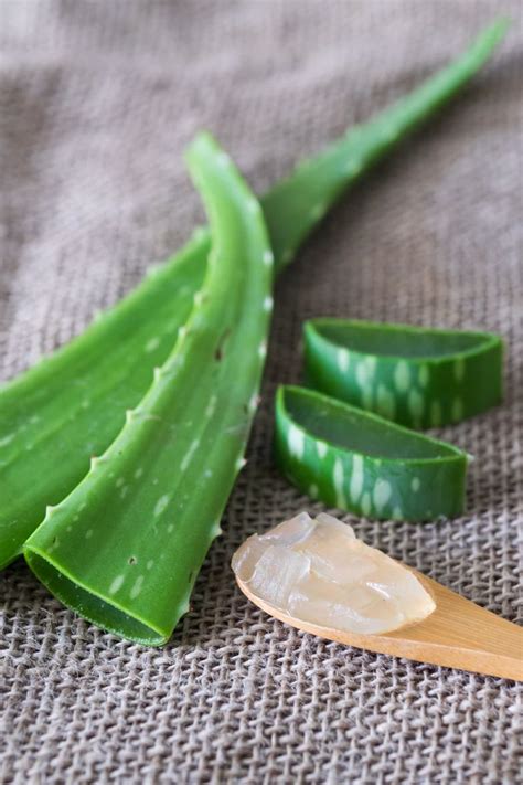 Aloe Vera Gel Benefits Healthier Steps In 2024 Best Nutrition Food