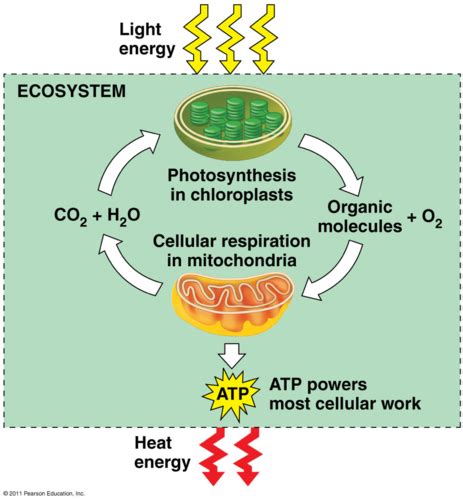 Cellular Respiration Flashcards Quizlet
