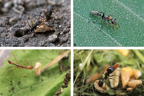 Ants Feeding On Different Food Source A Ectatomma Ruidum Workers