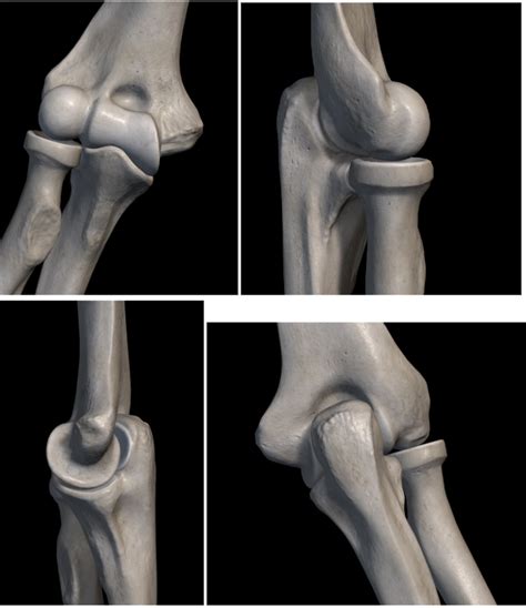 The Elbow Joints Right Diagram Quizlet