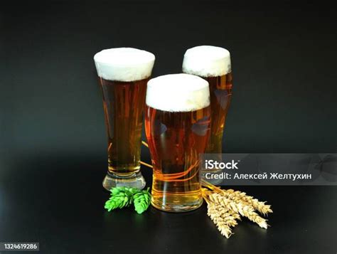 가벼운 맥주 보리의 귀 홉의 세 가지 안경은 검은 색 배경에 서있다 0명에 대한 스톡 사진 및 기타 이미지 0명 3가지