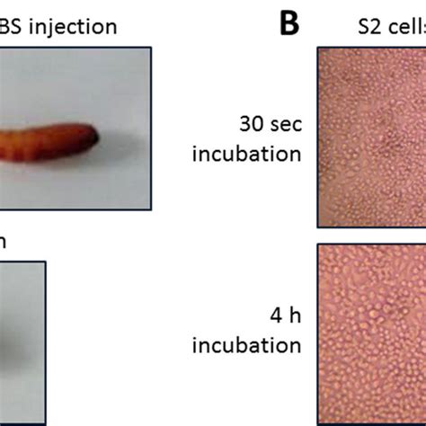Cytotoxic Effect Of Assassin Bug Venom The Effect Of Rhynocoris