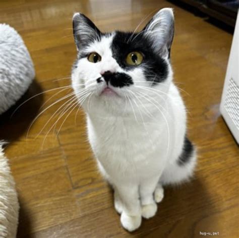 【猫の里親募集】岐阜県・雑種・飼い主さんを独り占めしたい甘えん坊 ブルボン （id2404 00940）｜ハグー みんなのペット里親情報