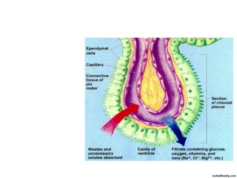 Csf Circulation Pptx D Sara Muhadharaty