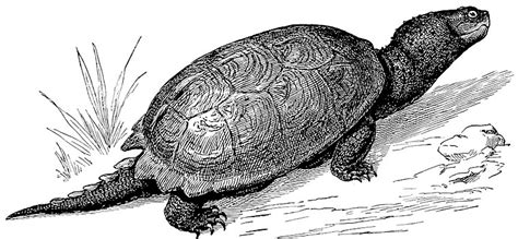Large Snapping Turtle In Mail Bag Held Post Office Hostage Strange Ago