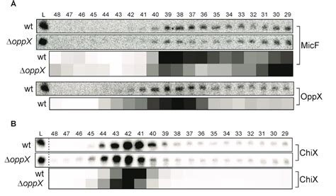15 Sec Confirms The Glycerol Gradient Observations Sec Experiments Of