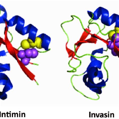 The Cysteine Residues Are Depicted By Spheres With The C Terminal