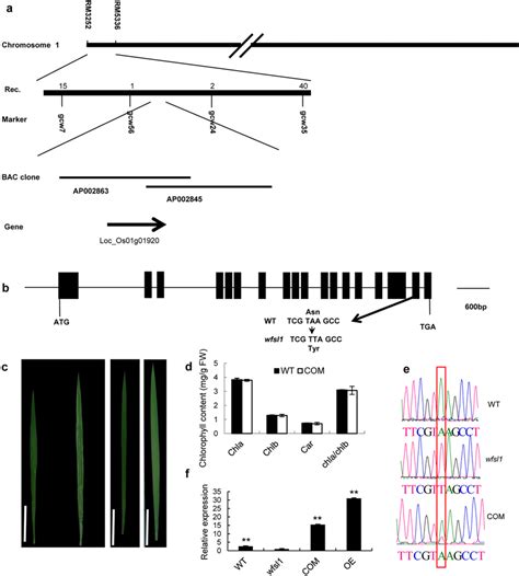 Map Based Cloning Of The Wfsl1 Gene A Fine Mapping Of Wfsl1 Markers Download Scientific
