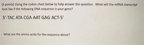 Solved What Will The MRNA Transcript Look Like If The Chegg