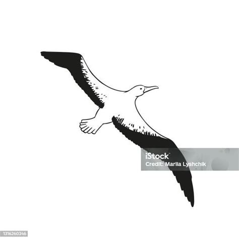 비행 알바트로스 벡터 흰색 배경에 검은 색과 흰색 해조 그림 알바트로스류에 대한 스톡 벡터 아트 및 기타 이미지 알바트로스류