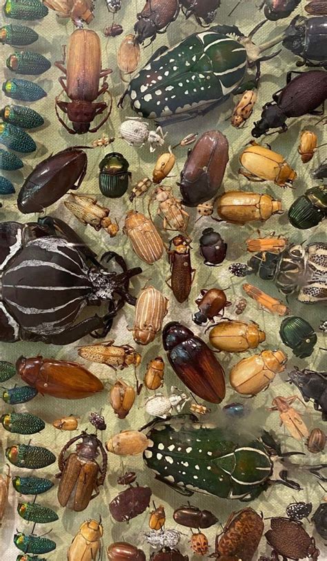 Bug Art Funky Wallpaper And Beautiful Bugs