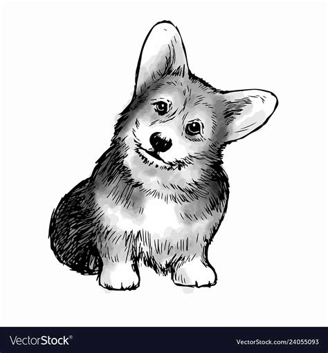 Корги картинка раскраска (Множество фото!) - drawpics.ru