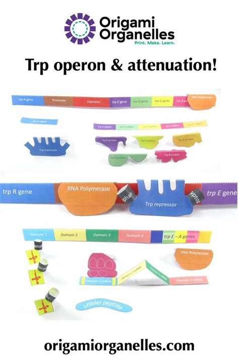 Trp Operon Paper Model Artofit
