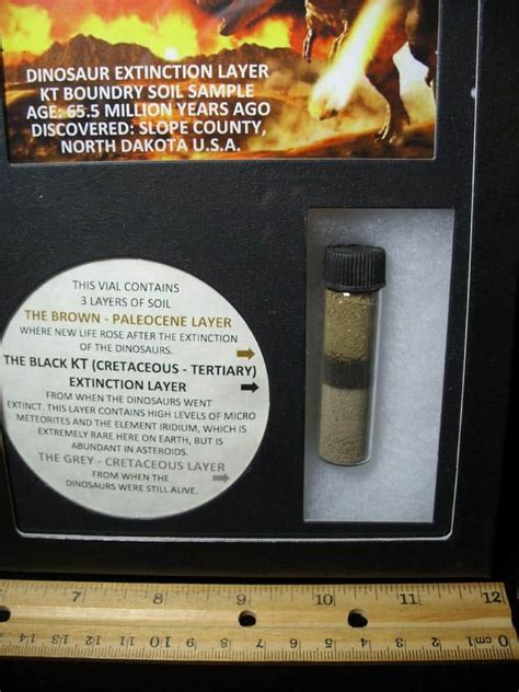 Preserved K T Boundary Layer Sample 040123a The Stones And Bones Collection