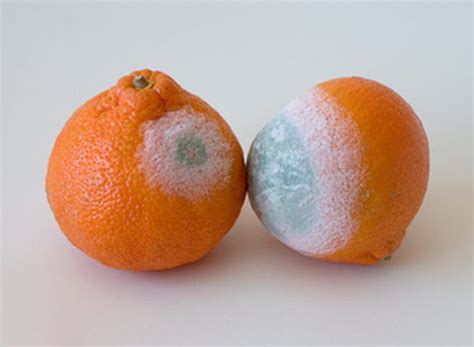 First Projet Object Detection Dataset And Pre Trained Model By Rotten Detection