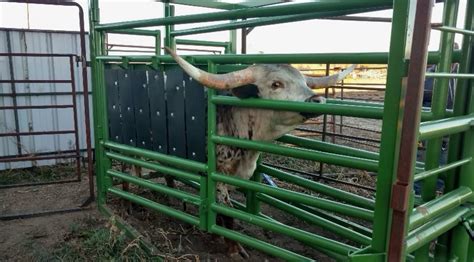 Longhorn Chute Real Tuff S Premium Cattle Handling Equipment