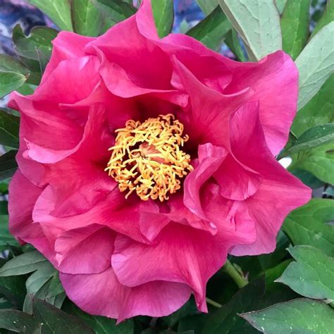 Peony Tree Themis The Heritage Nursery