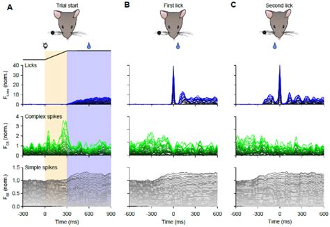 complex spike timing is mainly linked to sensory input simple spike