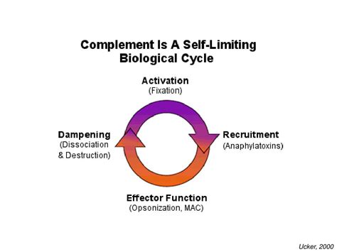 Ppt Janeway 949 Part 2 Powerpoint Presentation Free Download Id