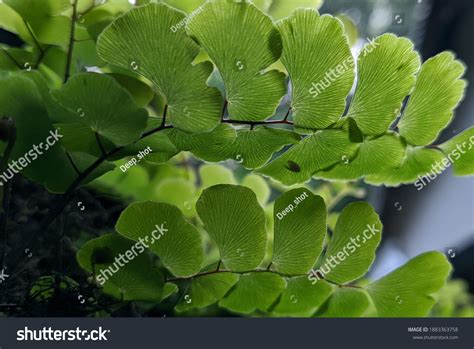 Multicellular Plants Biology Plants Multicellular Eukaryotic Organisms