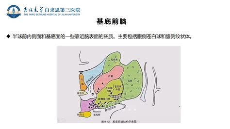学习大脑中生僻的解剖名词和区域 脑医汇