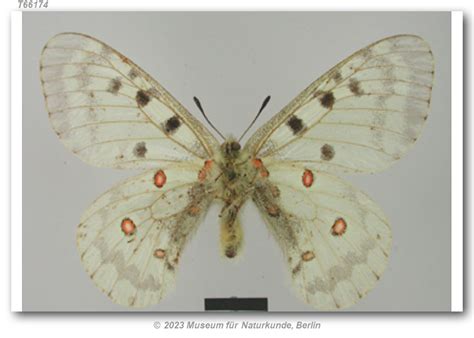 Parnassius Apollo Pumilus Type Specimens