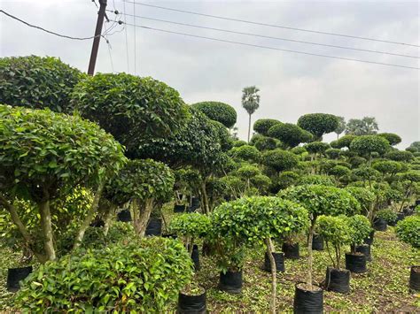 The Ultimate Guide To Growing Ficus Trees Outdoors Regretless