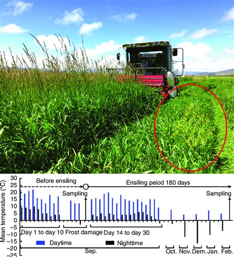 The Ensiling Material And Ambient Temperature Before Ensiling And Download Scientific Diagram