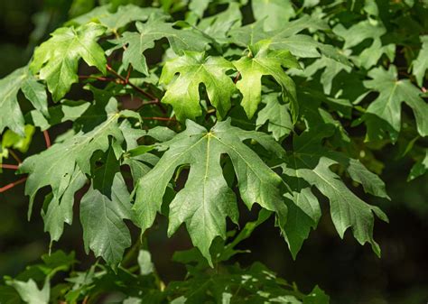 Types Of Small Maple Trees In France
