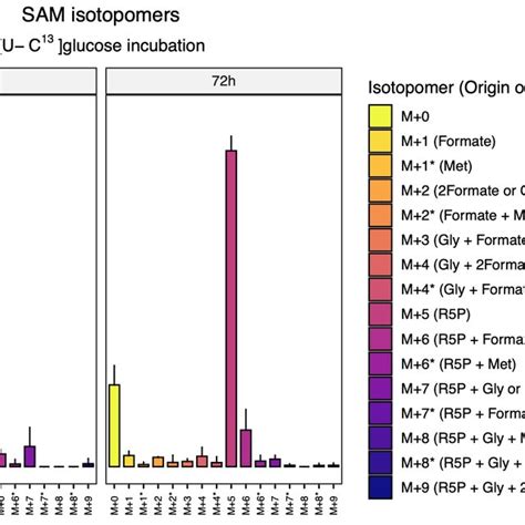 Sam Isotopomers Distribution Aer [u 13c]glucose Incubation Barplots Download Scientific