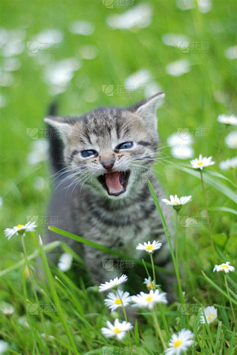 小的 小猫 垂直画幅 绿色 可爱的 家畜 无人 户外 草 幼小动物