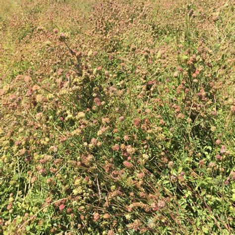 Small Burnet Sanguisorba Minor Great Basin Seeds