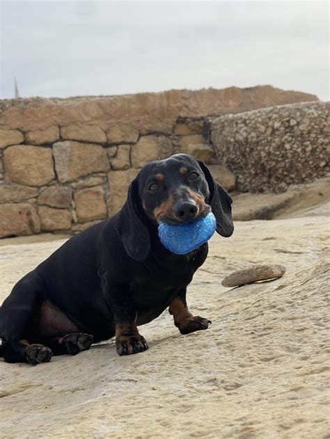 My Best Friend Zuzu On The Beach Today In Malta Rdachshund