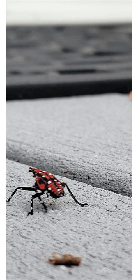 Who Is This Little Red Dude Rbugidentification