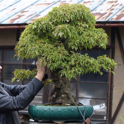 Trident Maple Bonsai Pruning My Trident Maple And Cherry Bonsai