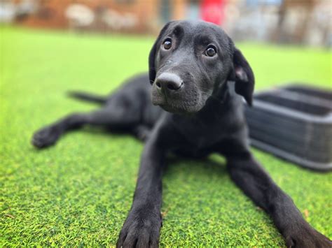 라브라도 리트리버 하늘이 강아지 책임분양 ️ 아이조아 유기방지입양 파양 강아지보호소 고양이보호소 무료분양센터