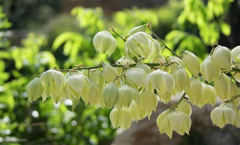 Pale Leaf Yucca Photograph By David Pinckney Fine Art America