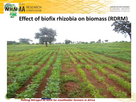 Response Of Major Grain Legumes To Inoculation With Rhizobia And