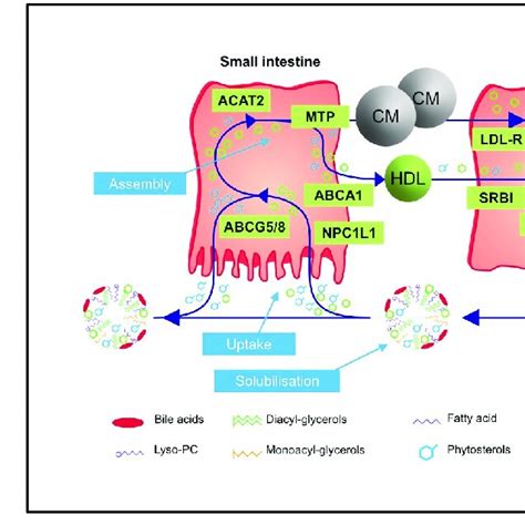 Flux And Homeostasis Of Sterols Cholesterol And Non Cholesterol Download Scientific Diagram